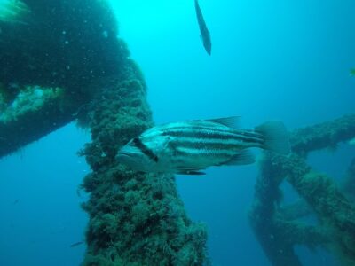 About The Fish - Dhufish Forever