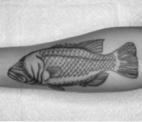 About The Fish - Dhufish Forever