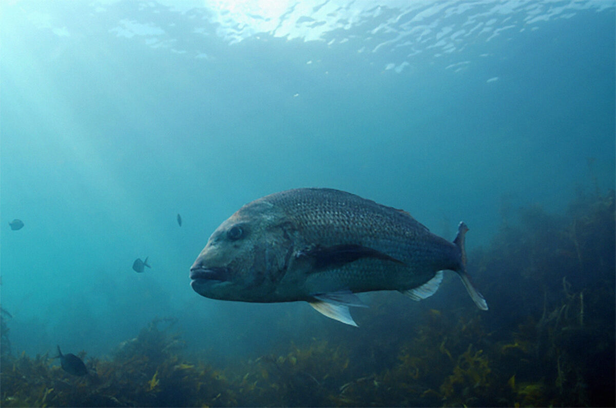 About The Fish - Dhufish Forever